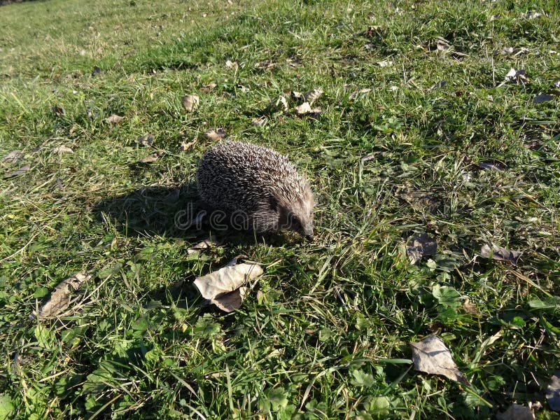 Walking Hedgehog in White Back Stock Image - Image of full, organism ...