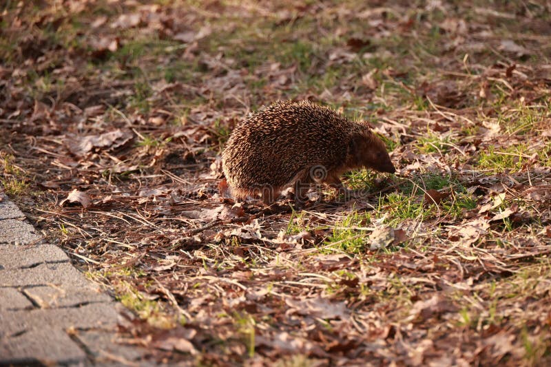Hedgehog is Walking on the Ground in a Grassy Area Stock Image - Image ...