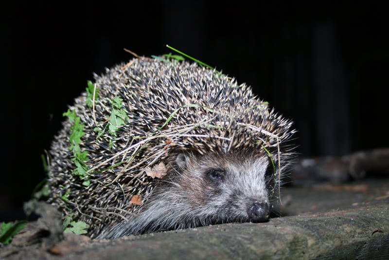 The Hedgehog Walks at Night Stock Image - Image of outdoor, animal ...