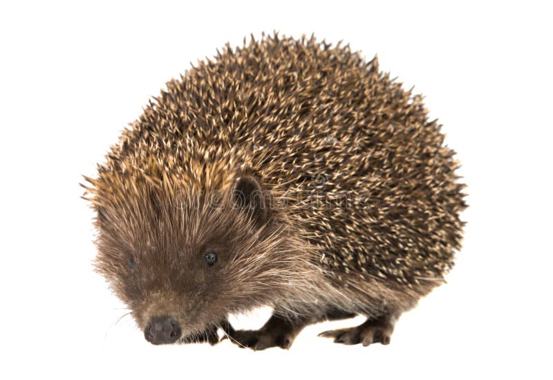Cute Tenrec Stock Photos - Free & Royalty-Free Stock Photos from Dreamstime
