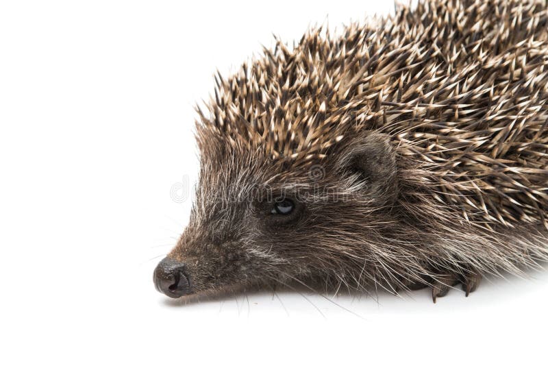 Hedgehog No Background Stock Photos - Free & Royalty-Free Stock Photos ...