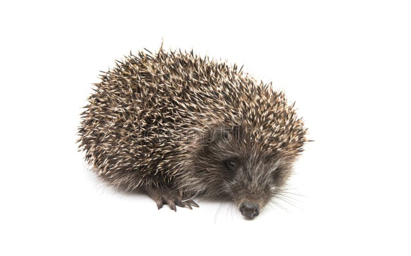 Cute Tenrec Stock Photos - Free & Royalty-Free Stock Photos from Dreamstime