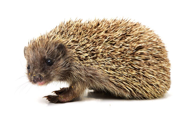 185 Hedgehog Isolate White Background Stock Photos - Free & Royalty ...