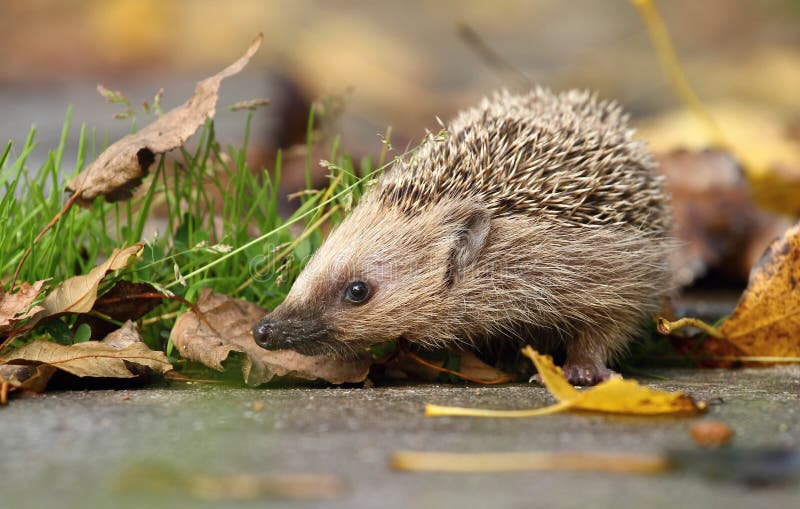 Hedgehog in autumn stock image. Image of prickle, mammal - 28320053