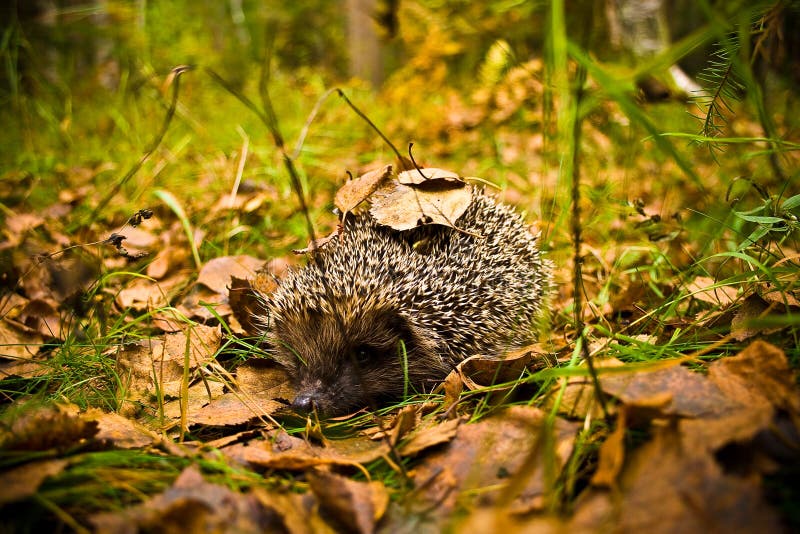 Hedgehog In Wood With Leaves On Prickles Stock Image - Image of wild ...