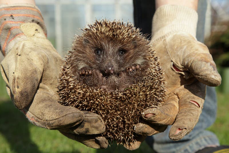 Hedgehog in Working Gloves, Front View Stock Photo - Image of nature ...
