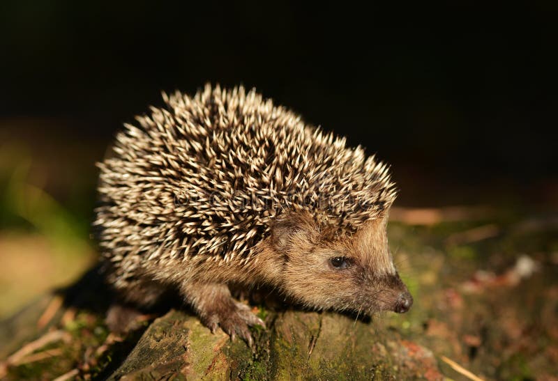 Side View of a Hedgehog on a Lawn Stock Image - Image of bristle ...