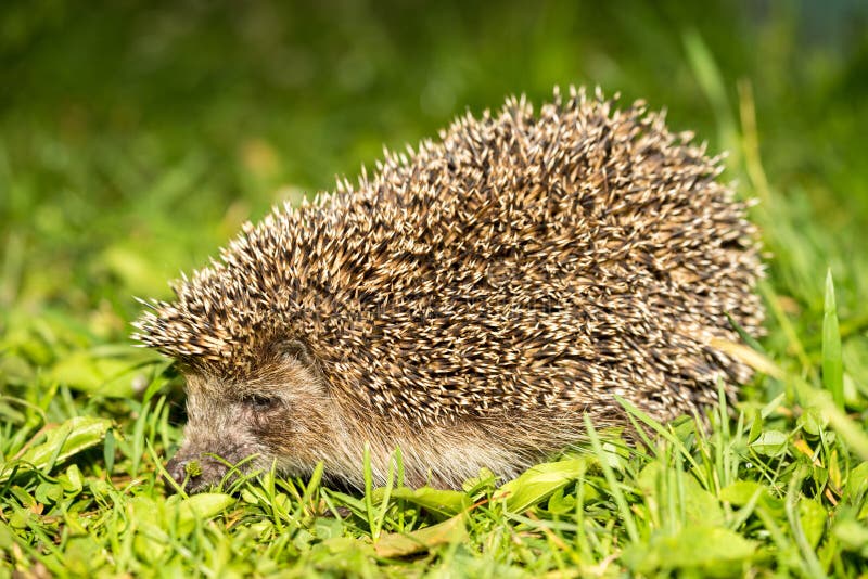 124 Wild Hog Moss Photos - Free & Royalty-Free Stock Photos from Dreamstime