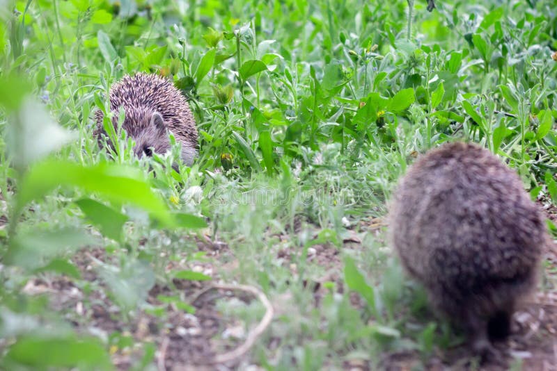 Hedgehogs in the Wild in Summer Stock Image - Image of erinaceus ...