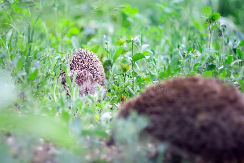 Hedgehogs in the Wild in Summer Stock Image - Image of springtime ...