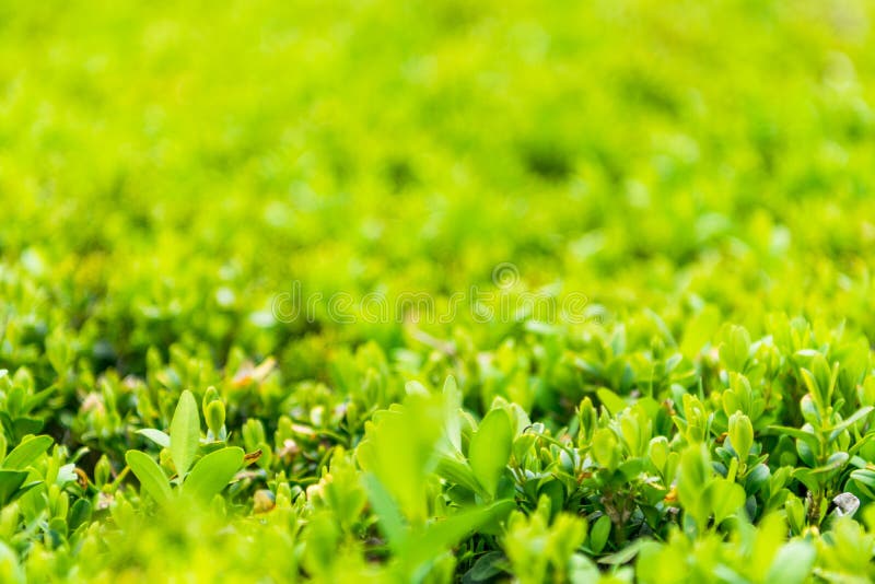 Hedge as a background stock image. Image of natural - 102467537