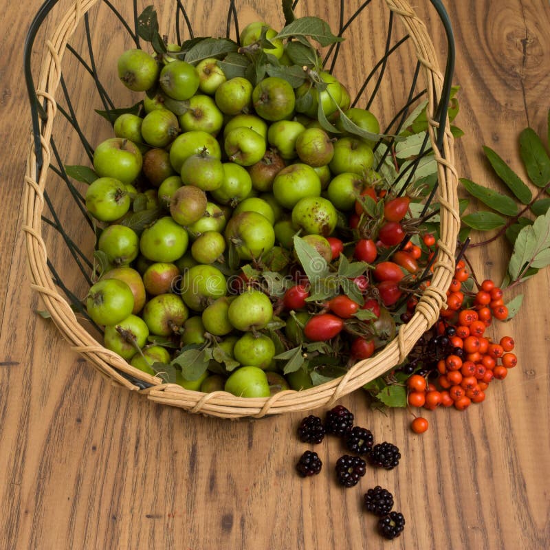 Hedgerow Fruits stock image. Image of blackberry, elderberry - 15887089