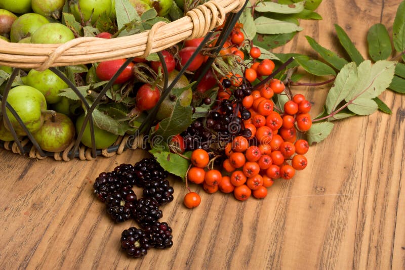 Hedgerow Fruits stock image. Image of crab, haws, berry - 15887155
