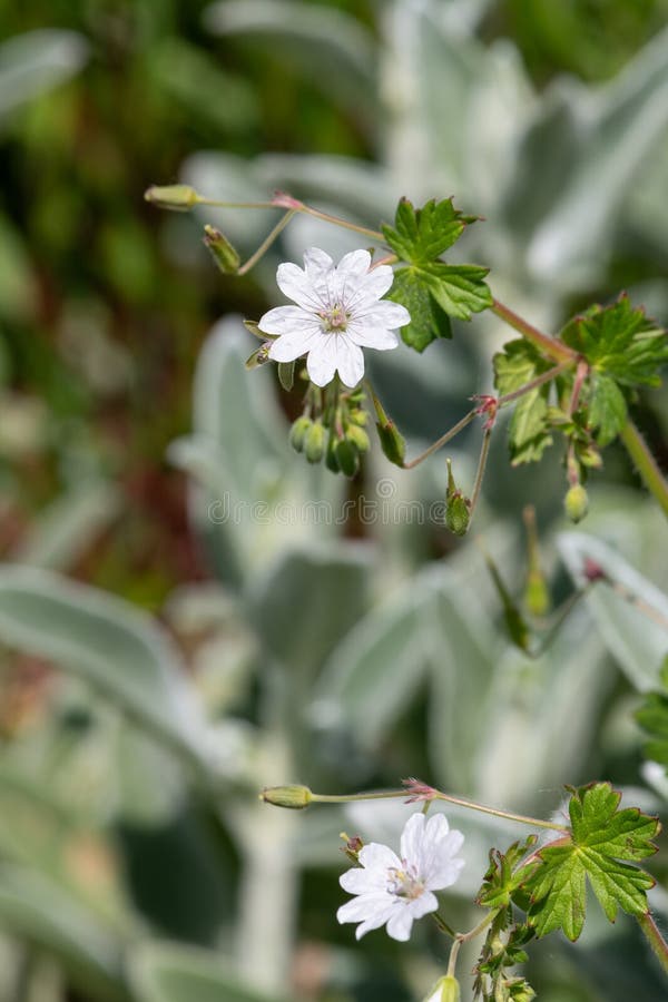 Hedgerow Geraniums (geranium Pyrenaicum Stock Image - Image of ...