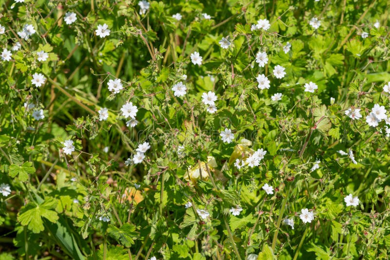Hedgerow Geraniums (geranium Pyrenaicum Stock Image - Image of ...