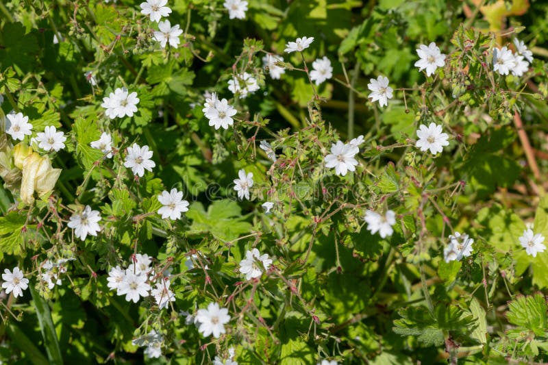 Hedgerow Geraniums (geranium Pyrenaicum Stock Image - Image of ...