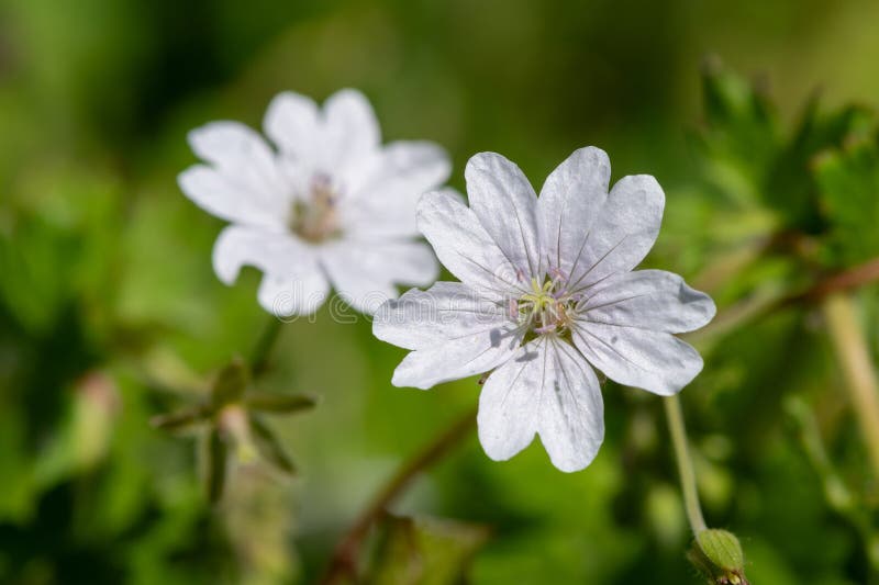 Hedgerow Geraniums (geranium Pyrenaicum Stock Image - Image of ...