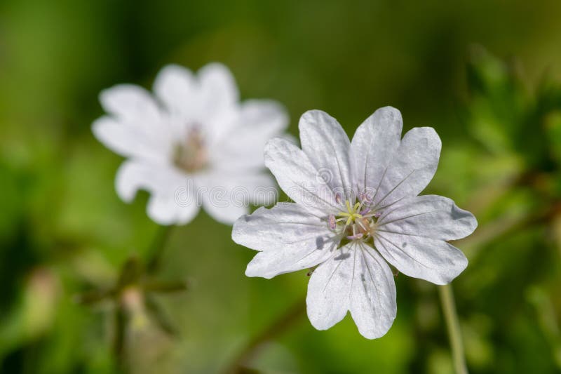 Hedgerow Geraniums (geranium Pyrenaicum Stock Image - Image of ...
