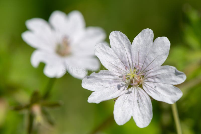 Hedgerow Geraniums (geranium Pyrenaicum Stock Image - Image of ...