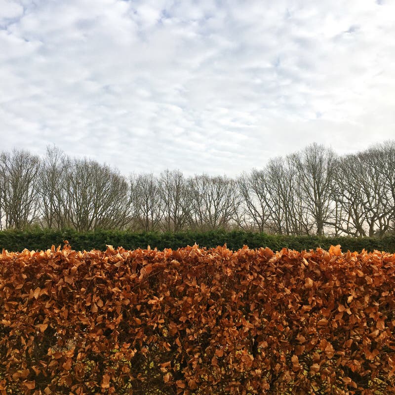 Hedgerows and Trees in Winter Stock Image - Image of brown, britain ...