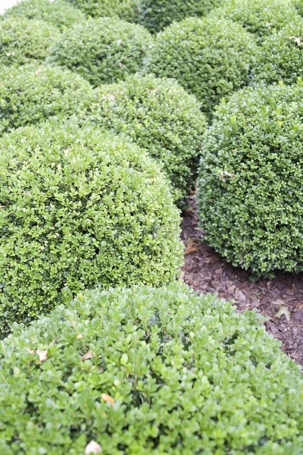 Hedges_1 stock photo. Image of landscaped, outdoors, receding - 11532156