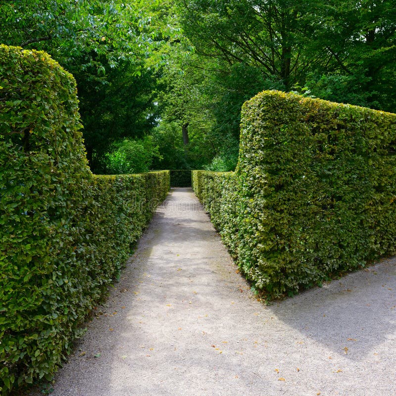 High Hedges in the City Park Stock Photo - Image of foot, foliage ...
