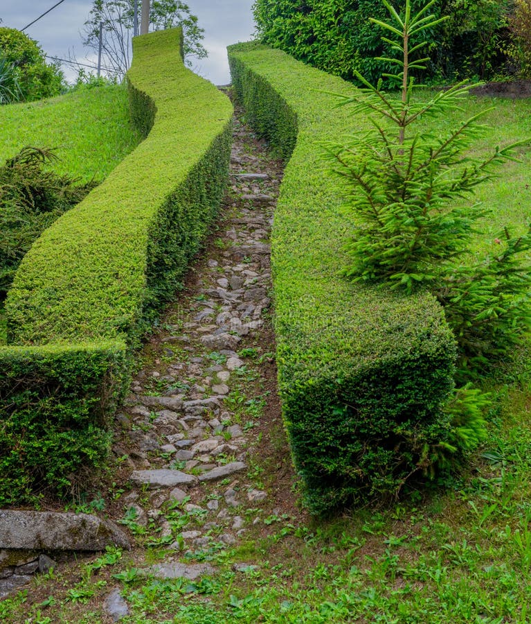 Rosemary Lavender Hedge Stock Photos - Free & Royalty-Free Stock Photos ...