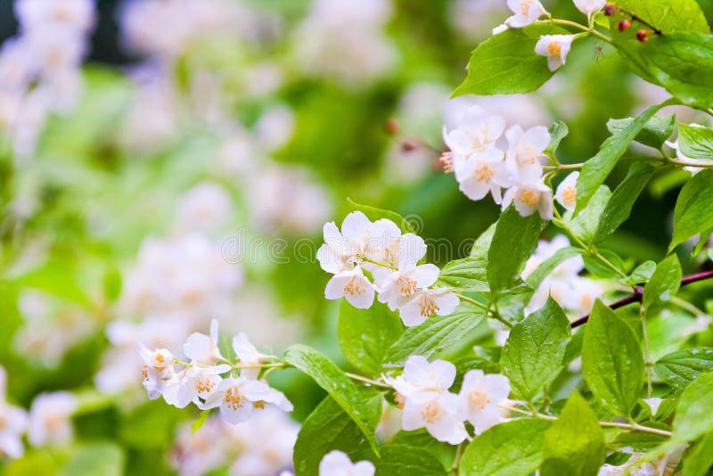 Hedges of Jasmine Bushes in the Garden Stock Photo - Image of bunch ...