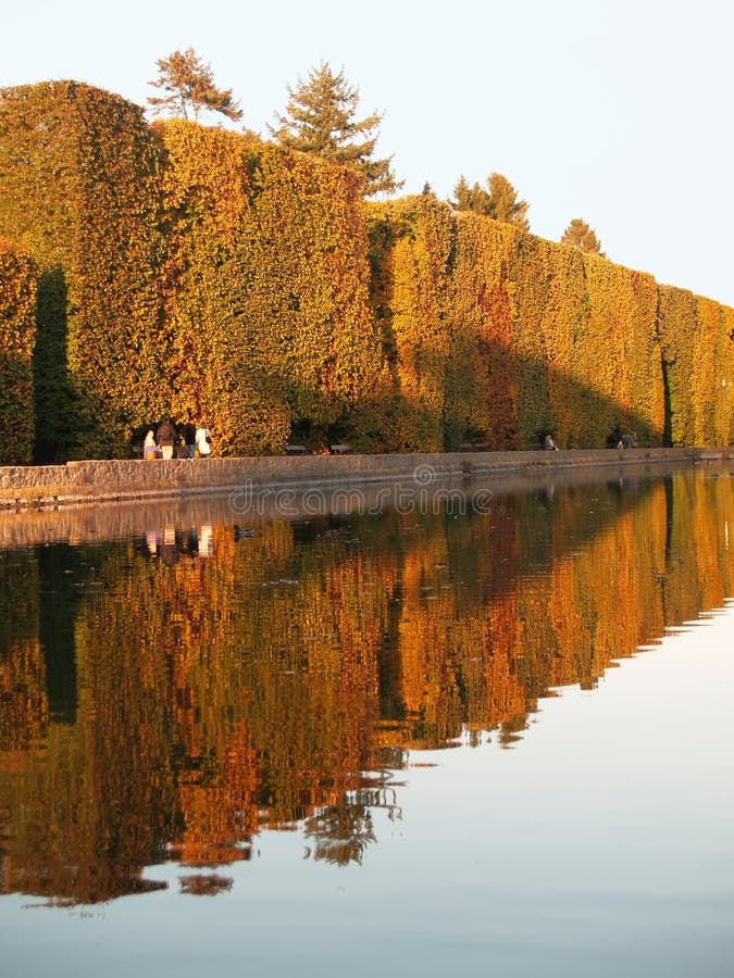 Hedges by lake in autumn stock photo. Image of scenic - 6898410