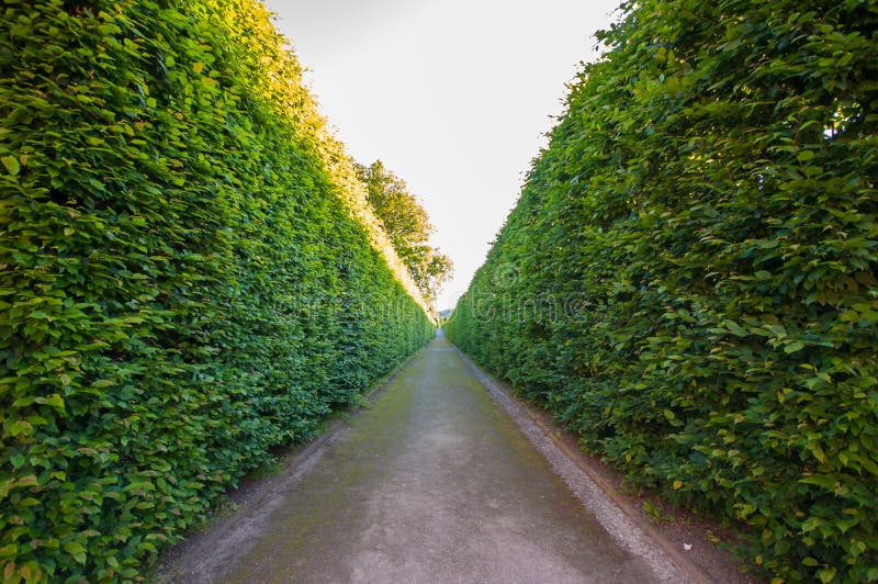 Hedges stock photo. Image of beautiful, nature, design - 44505202
