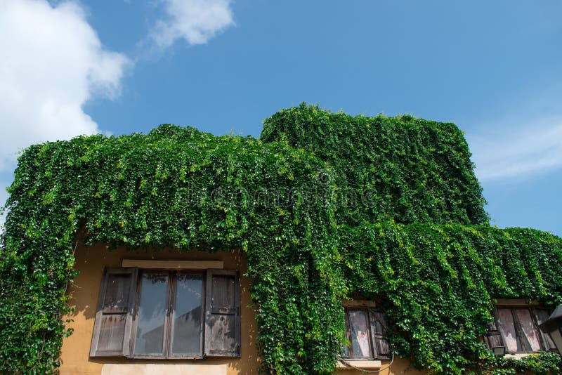 Hedges on the Roof of the House with Beautiful Sky Stock Photo - Image ...