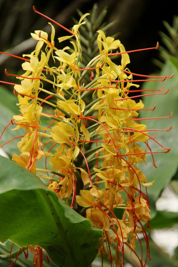 Hedychium-spicatum stockbild. Bild von spicatum, hedychium - 82502915