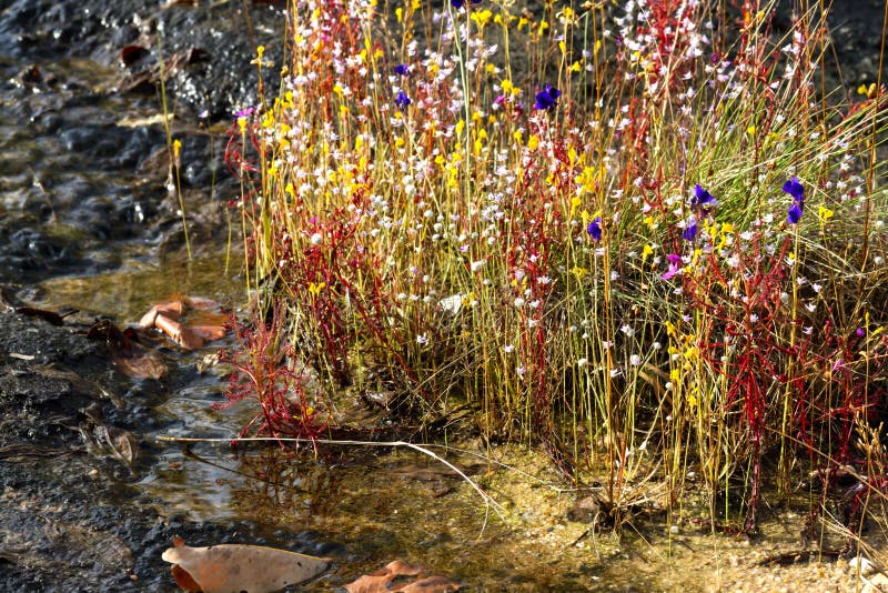 Hedyotis Sp Stock Photos - Free & Royalty-Free Stock Photos from Dreamstime