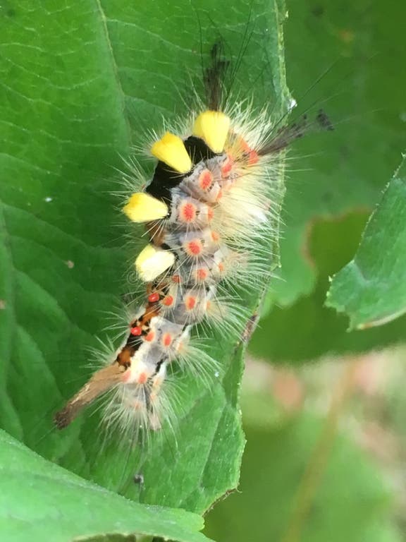 Heed My Warning Signs stock image. Image of beautiful - 214764965