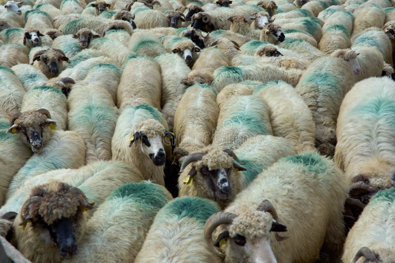 Heep Herd. the Flock of Sheep Preparing for Milking at the Sheepfold ...