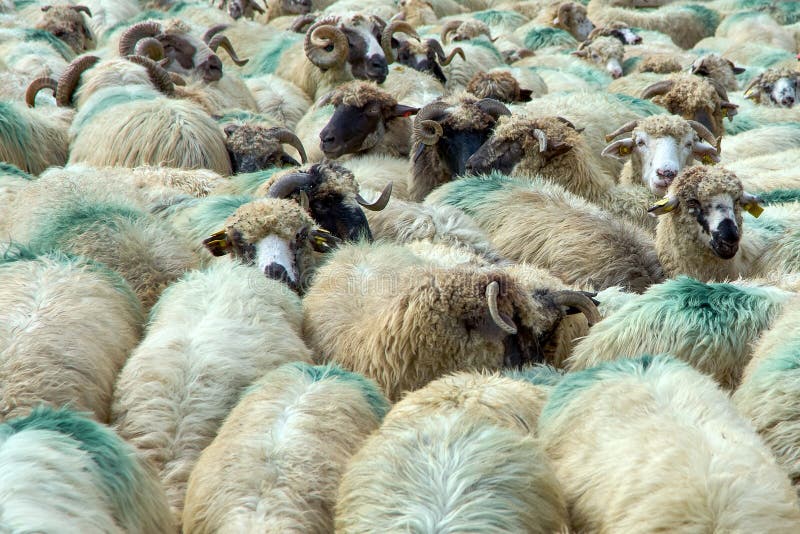 Heep Herd. the Flock of Sheep Preparing for Milking at the Sheepfold ...