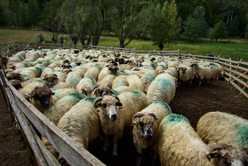 Heep Herd. the Flock of Sheep Preparing for Milking at the Sheepfold ...