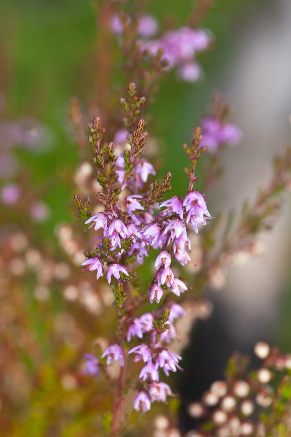 Heather stock afbeelding. Image of kleur, groen, flora - 21050977