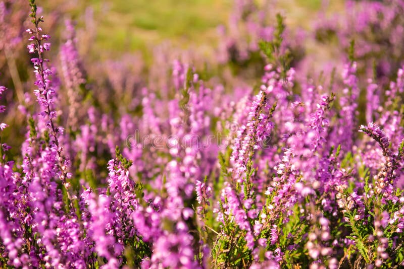 Heide stock afbeelding. Image of seizoen, bloei, heide - 30870269