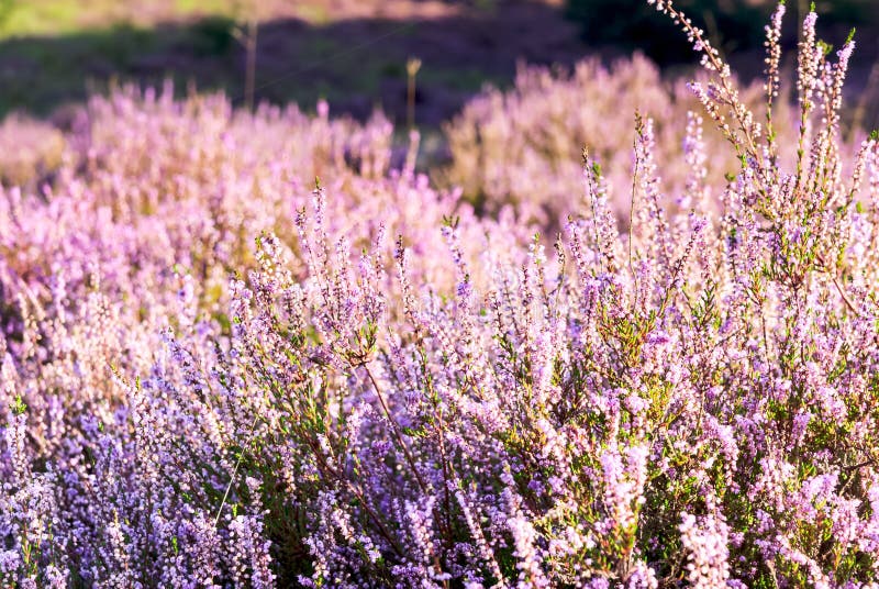 Heide in bloei stock afbeelding. Image of seizoen, installatie - 40864315