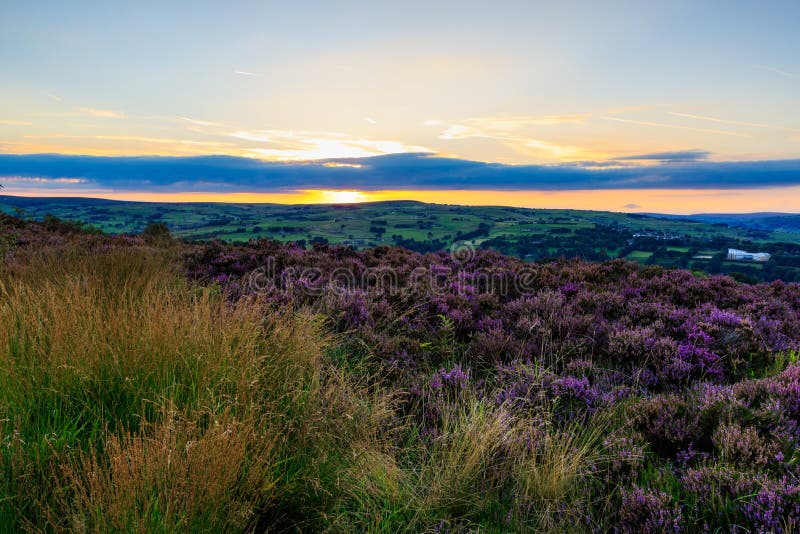 Heide in bloei stock afbeelding. Image of oriëntatiepunt - 77265027
