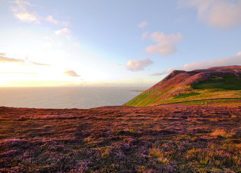 Heide in Bloei De Heiden Van Het Eiland Man Stock Afbeelding - Image of ...