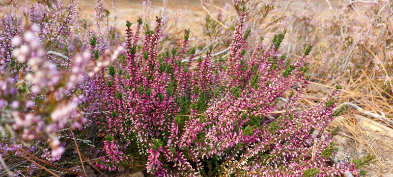 Heide Bloemen Stock Photos - Free & Royalty-Free Stock Photos from ...