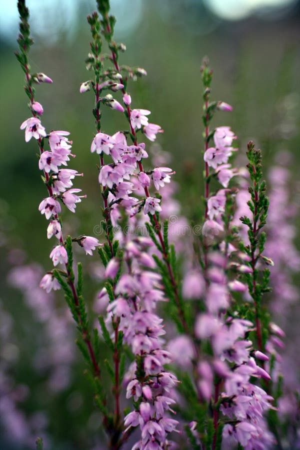 Heide (Calluna vulgaris) stock afbeelding. Image of tuin - 12900717