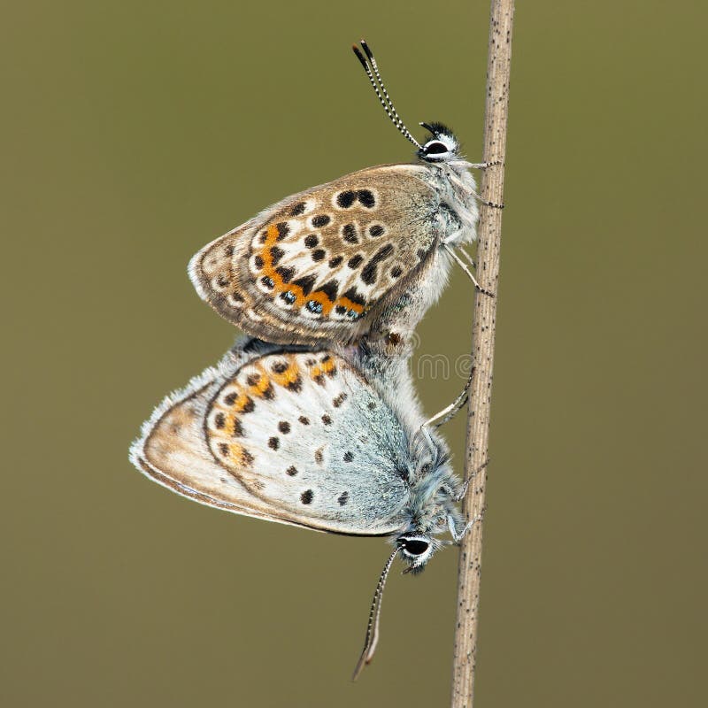 Heideblauwtje, Silver-studded Blue, Plebejus Argus Stock Photo - Image ...