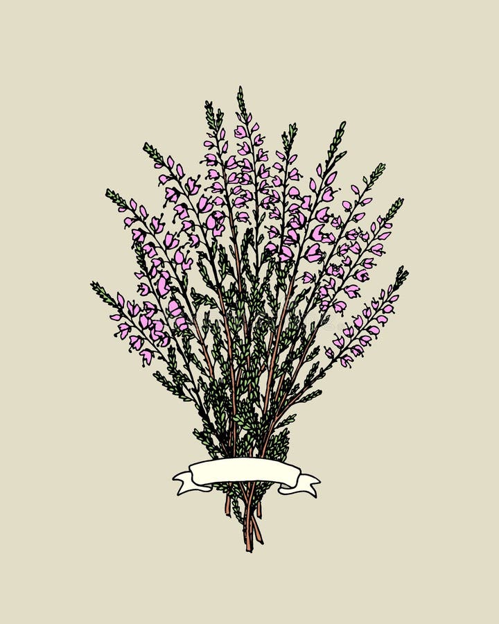 Hand gezeichnete Heide vektor abbildung. Illustration von europa - 87139212