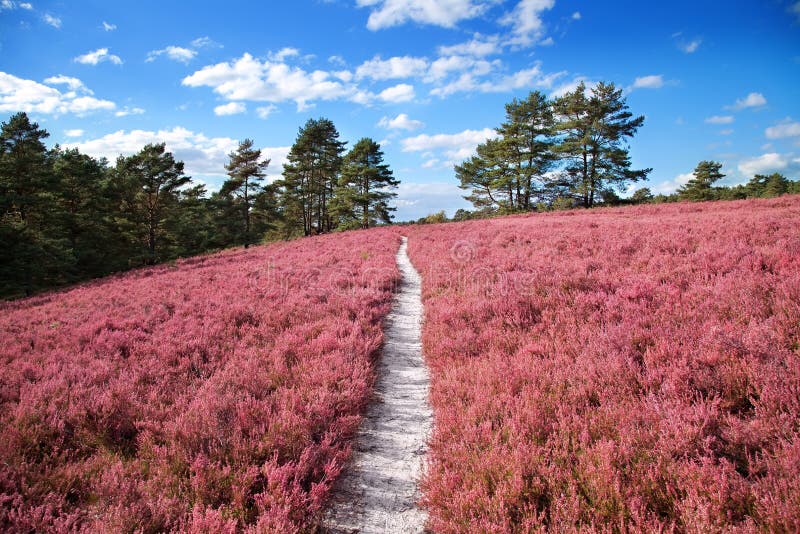 Heidekraut stockbild. Bild von leng, blume, heidekraut - 60028541