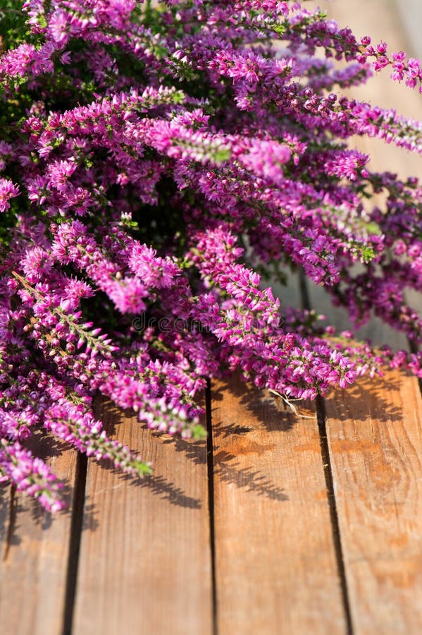 Heidekruid stock afbeelding. Image of flora, kruid, heide - 34074381