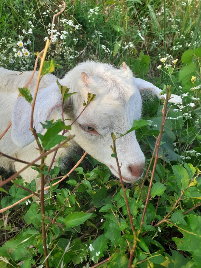Heidi the Goat stock photo. Image of heidi, produce - 224400280