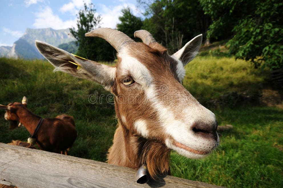 Heidi Goat stock image. Image of mountain, switzerland - 6923087